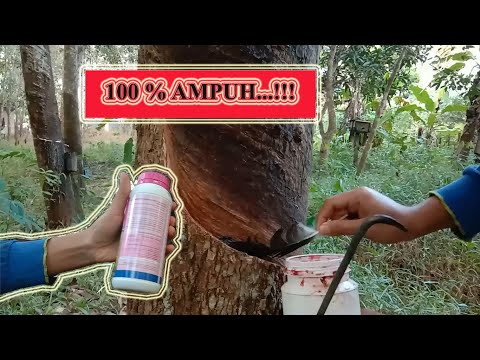 Cara agar pohon karet mengeluarkan getah berlimpah, 100% dijamin ampuh. [Tutorial]