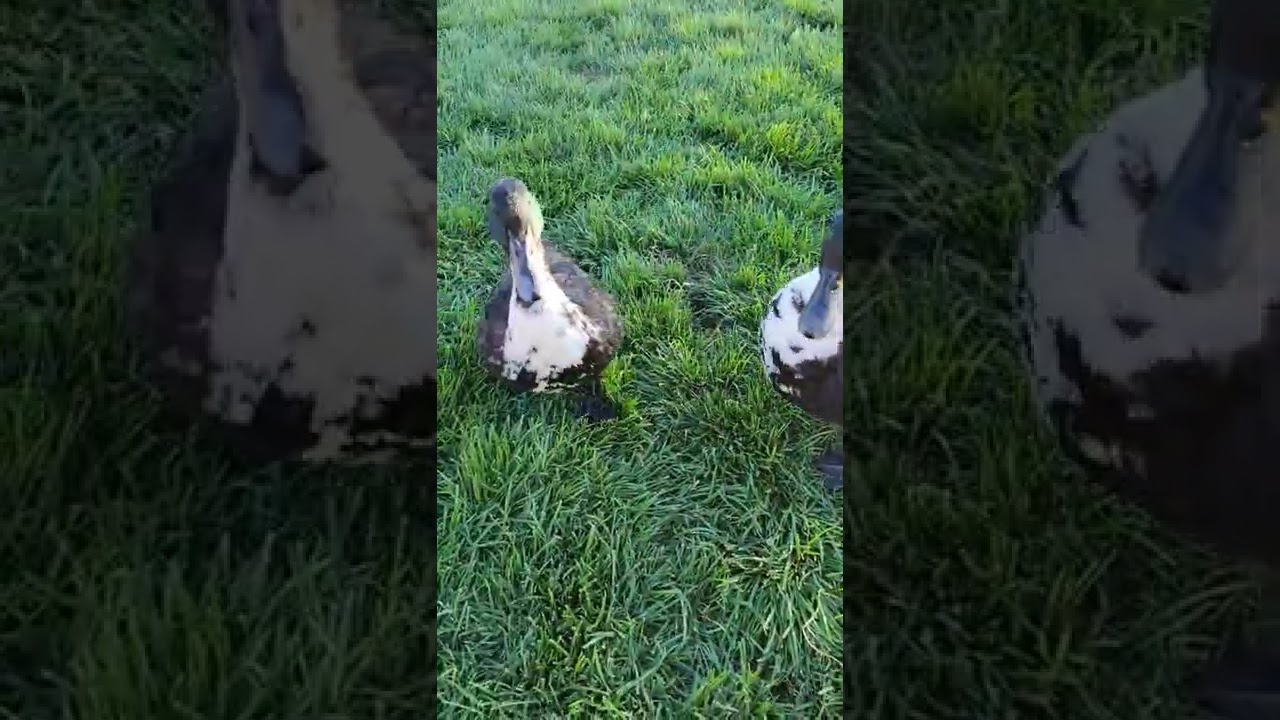 My duck cannot stop bobbing her head in excitement!! #cute #ducks - YouTube