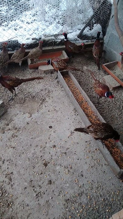 Vand fazani#Stefanut Molocea - YouTube