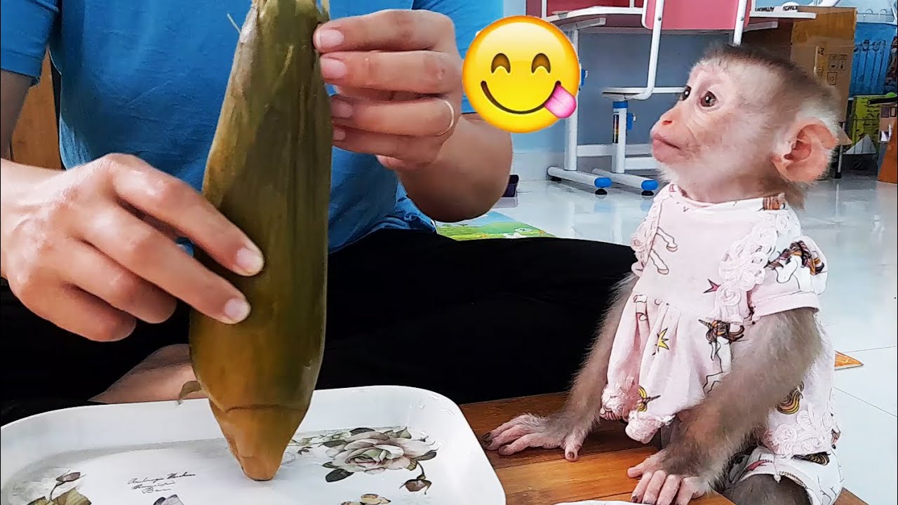 So happy!!! Baby monkey LyLy happily eats boiled corn with her mother ...