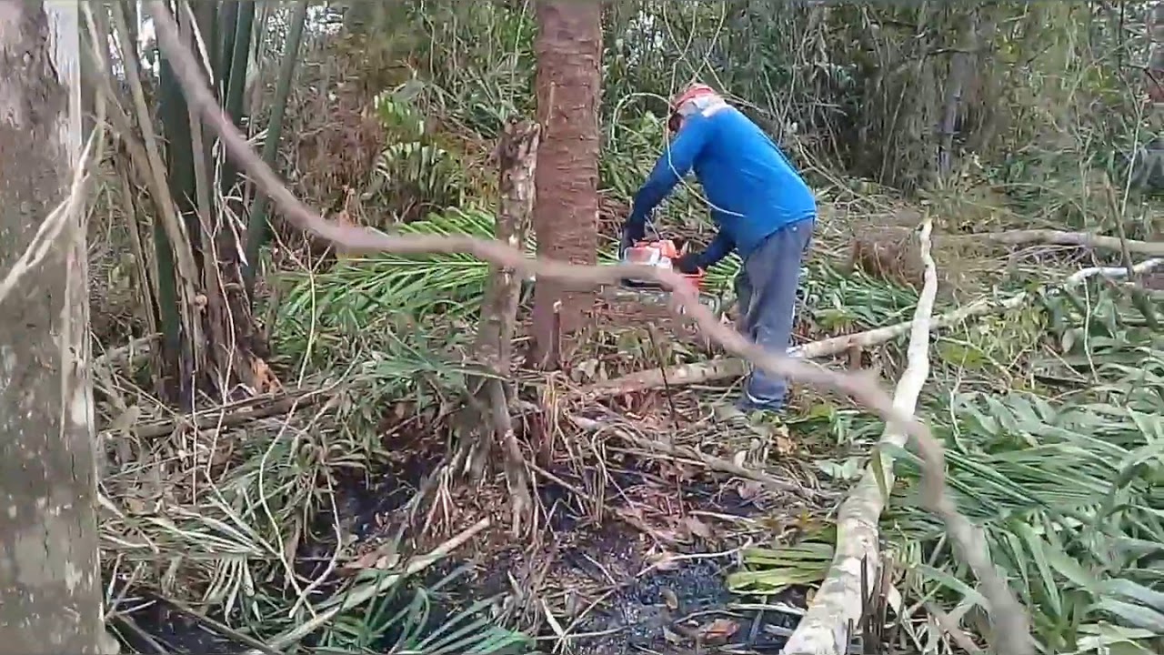 How to fell a tree with a chainsaw (QUICKLY) - YouTube