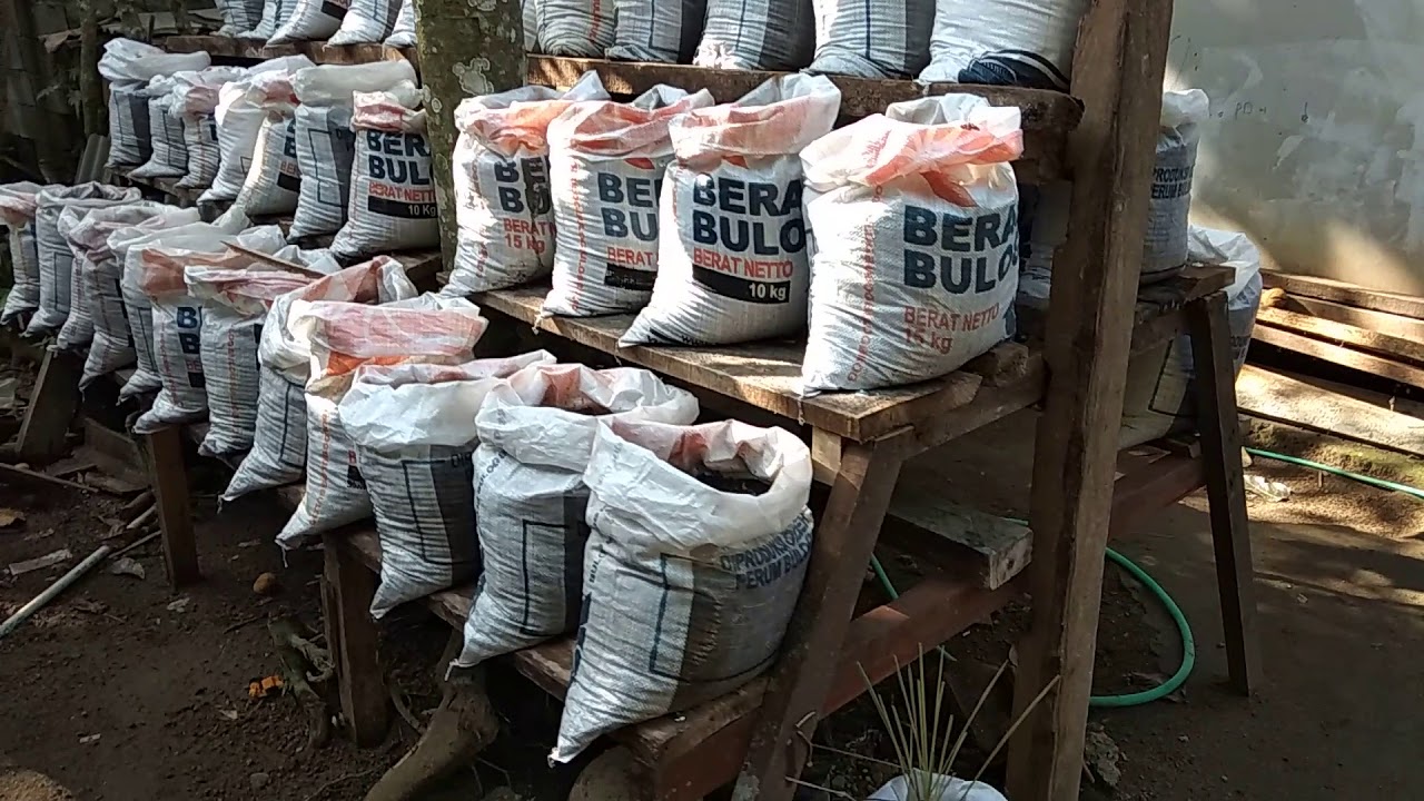 Rak untuk polibag tanaman cabe - YouTube