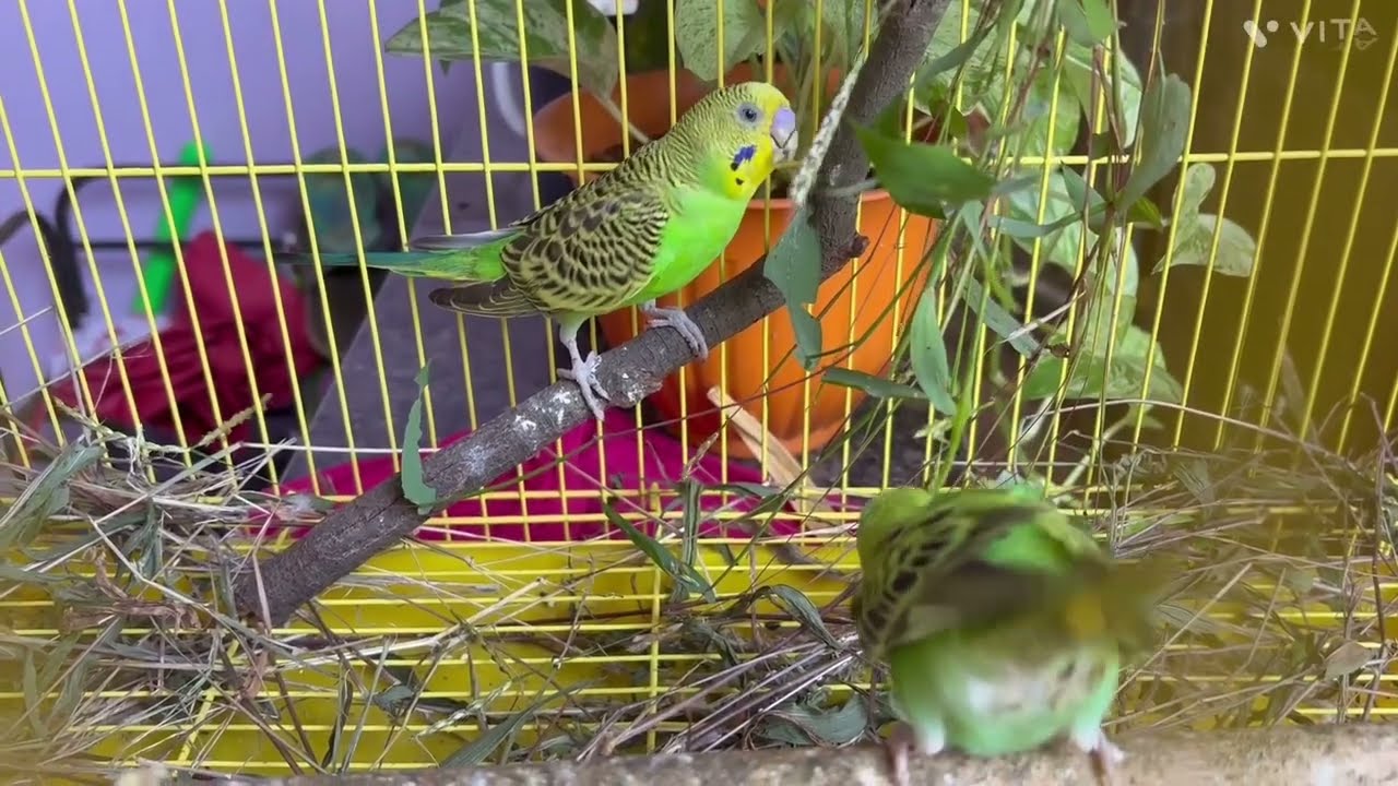 Cute Little Love Birds 🐦 ️ | Fun Moments Vlog - YouTube