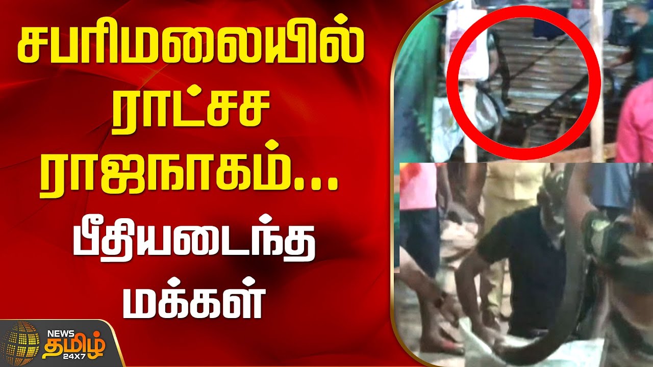 சபரிமலையில் ராட்சச ராஜநாகம்...பீதியடைந்த மக்கள் | Sabarimalai Snake ...