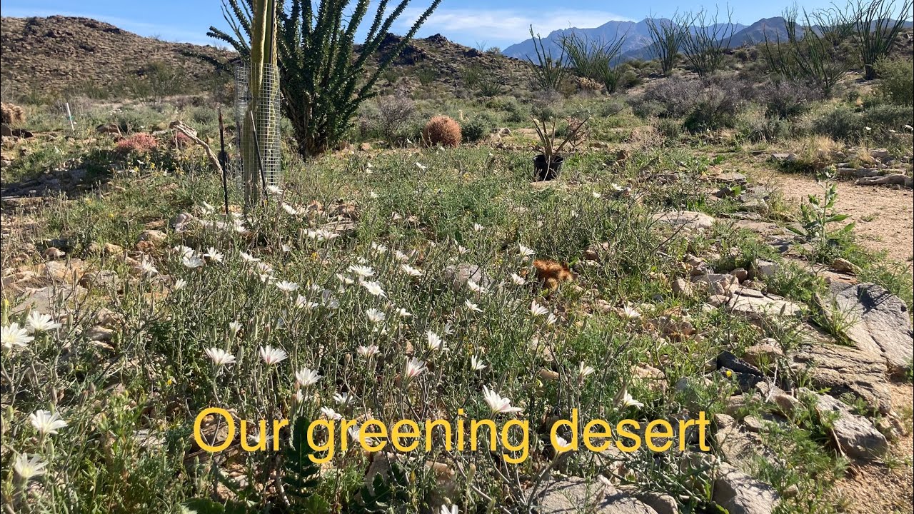 Our greening the desert project - YouTube
