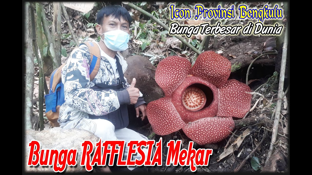 Bunga Rafflesia "MEKAR" Bunga Terbesar di Dunia|Ikon Provinsi Bengkulu ...