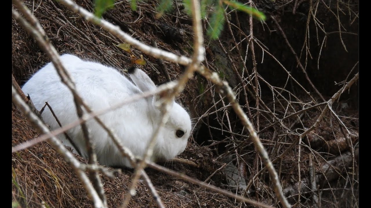 Lepre variabile (Lepre bianca) - video con fototrappola - YouTube