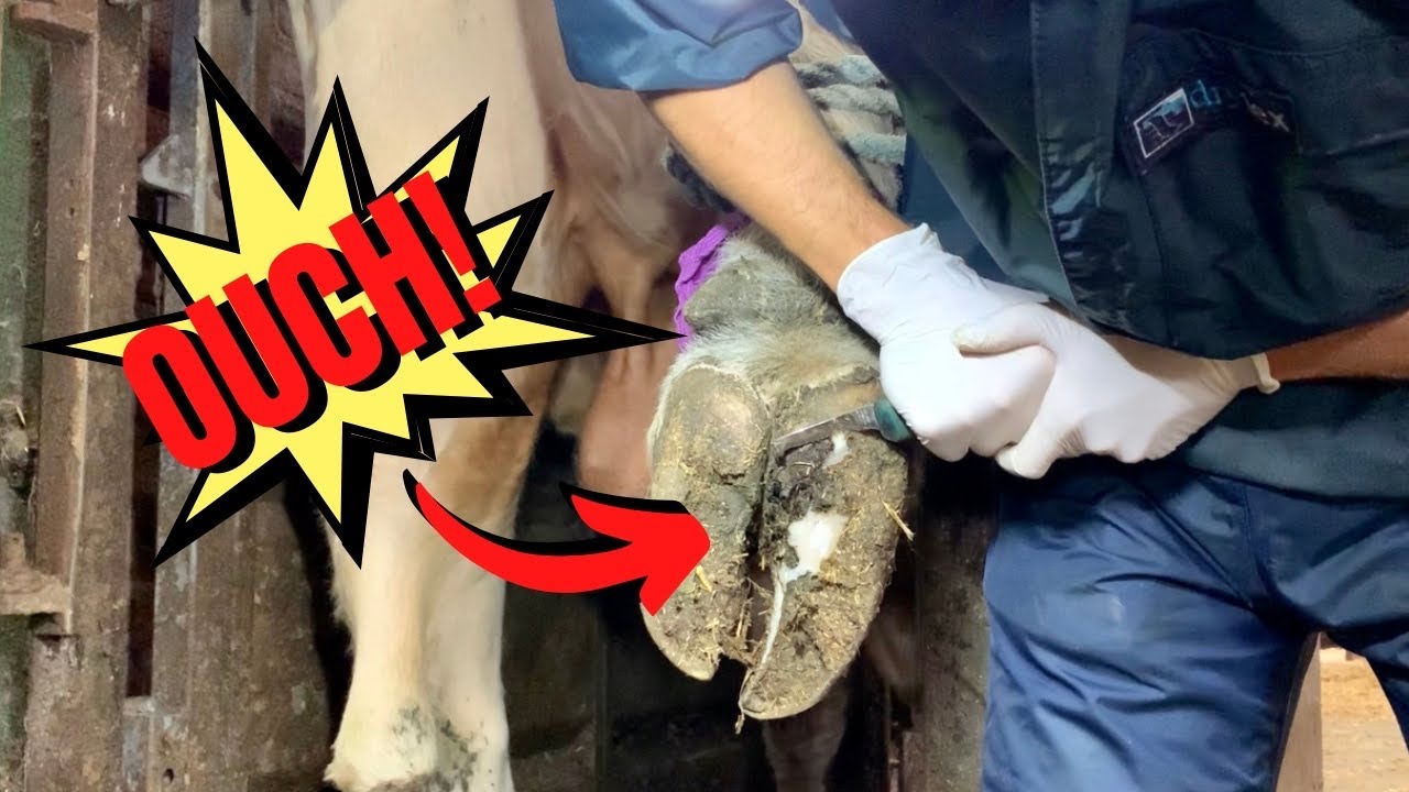 BULLS HOOF HAS A MASSIVE INFECTION! THIS LOOKS VERY PAINFUL! - YouTube