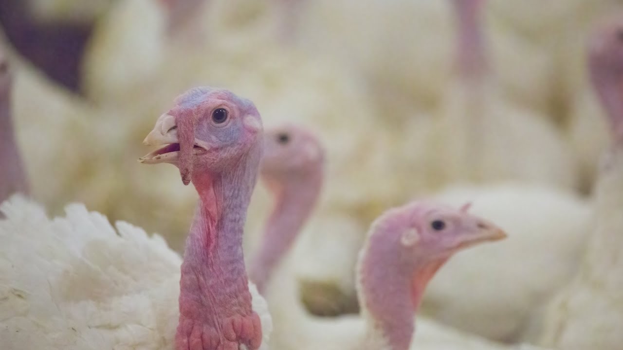 Ask a Veterinarian: What is a Turkey Snood and Does it have a purpose ...