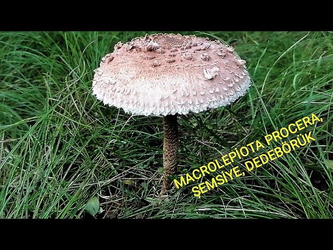 Şemsiye mantarı, Dedebörük, Dede külahı, Dede mantarı, Turna bacağı, Macrolepiota procera, Dedebört