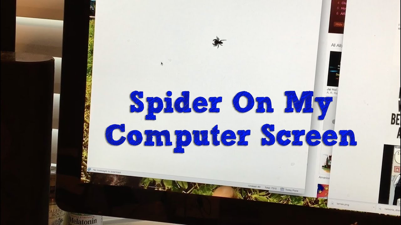 Trained Spider on my Computer Screen! - YouTube
