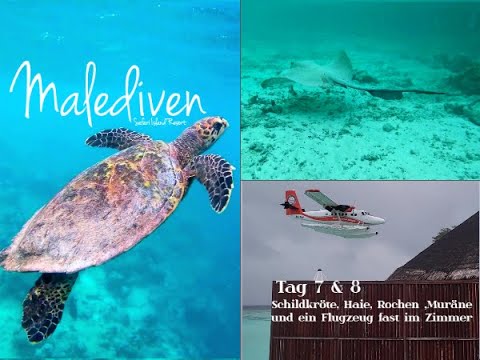 Malediven Tag 7 & 8 Schildkröte, Haie, Rochen, Muräne und ein ...