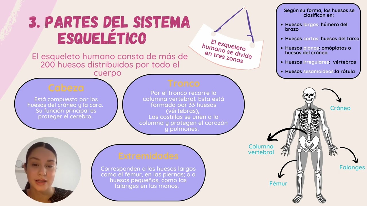 Piernas Del Sistema Esquelético
