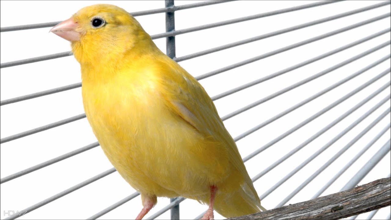 Canary Singing - Skilled Canary For Training - YouTube