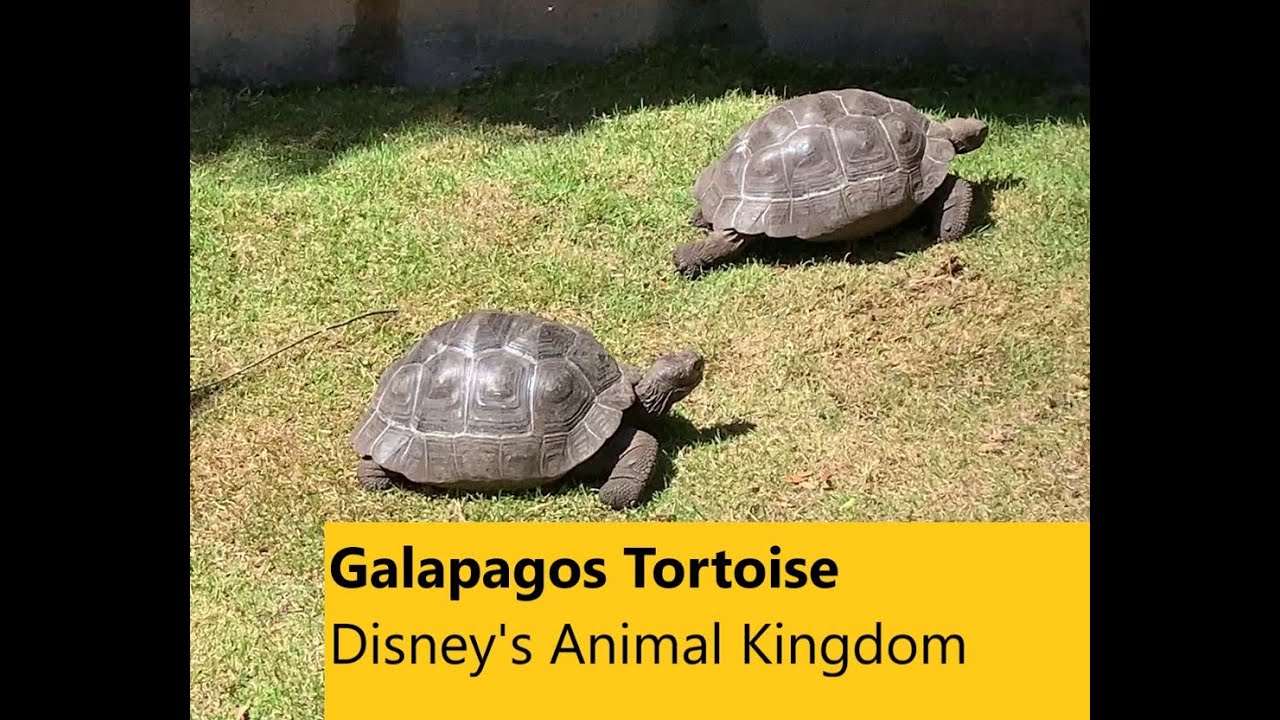 Galapagos Tortoise at Disney's Animal Kingdom - YouTube