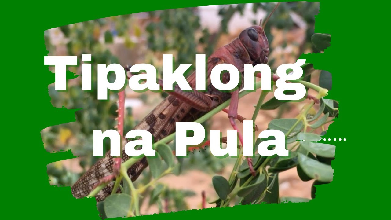 LOCUSTS SWARMING I TIPAKLONG I SUPRISED VISITORS FROM NATURE - YouTube