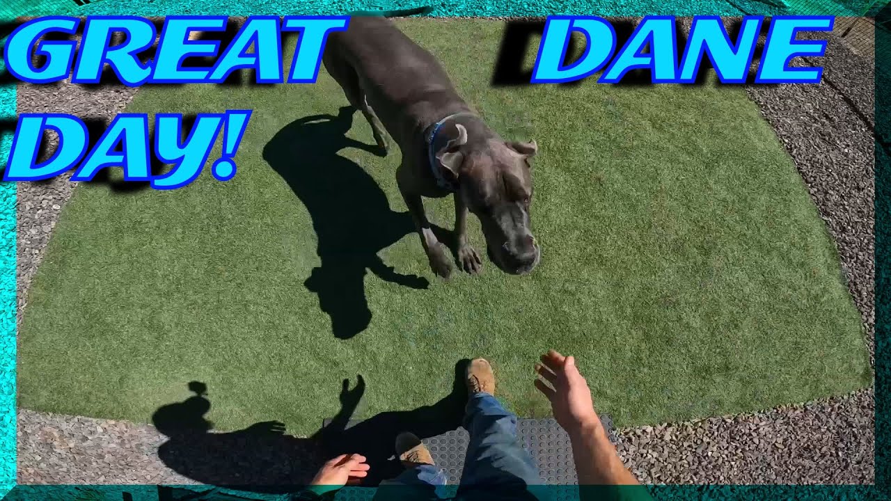 Work from home! Taking care of dogs, and it was a GREAT DANE DAY! # ...