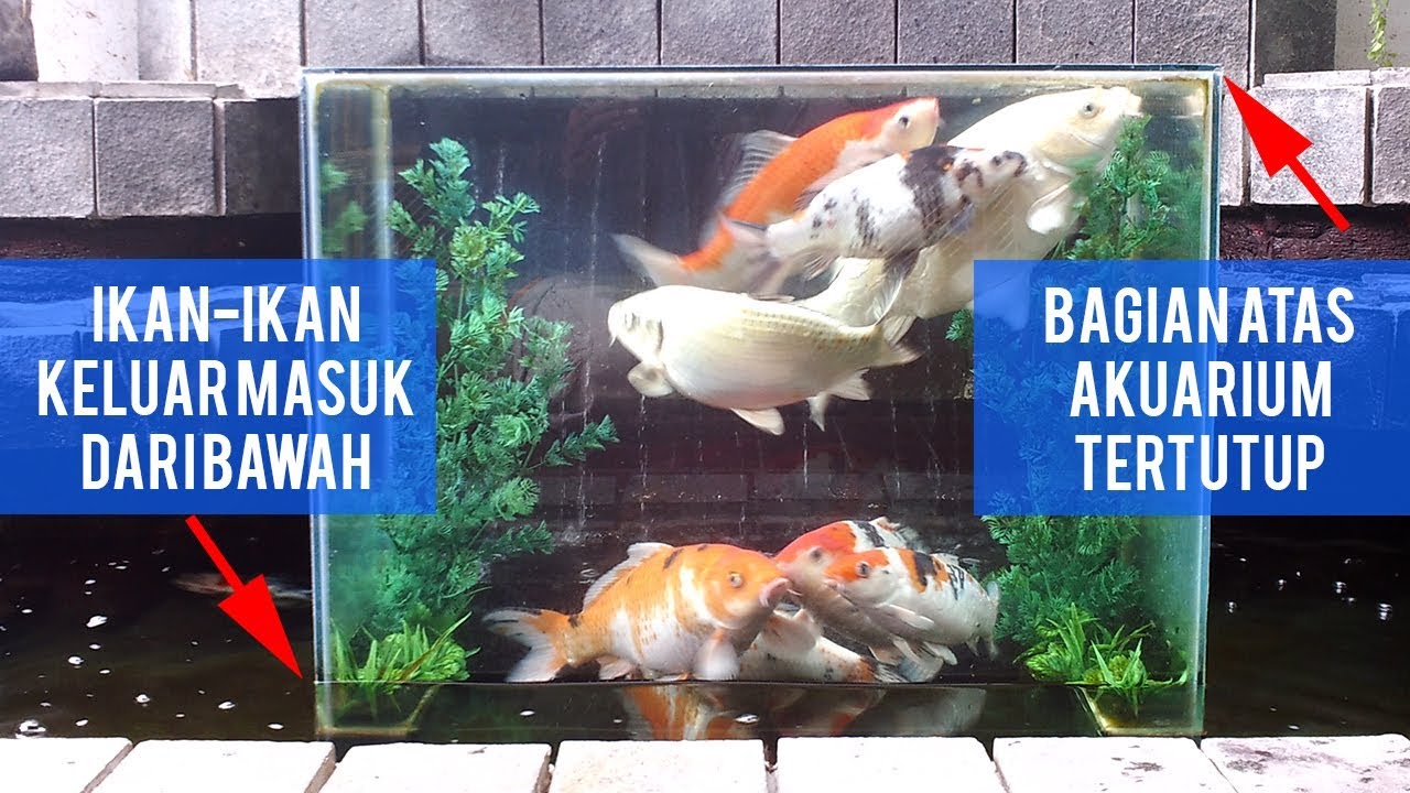 Inverted Aquarium | Reverse aquarium that is more than five years old - YouTube