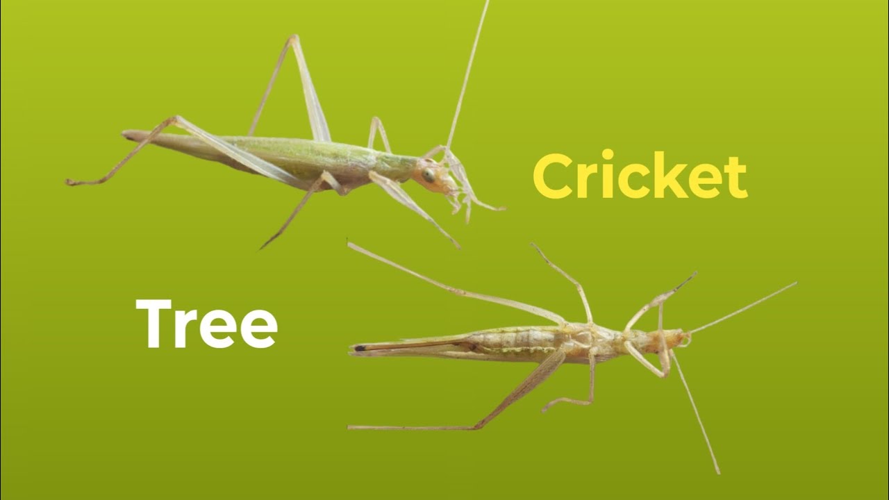 Alien-looking - Tree Cricket | information - YouTube