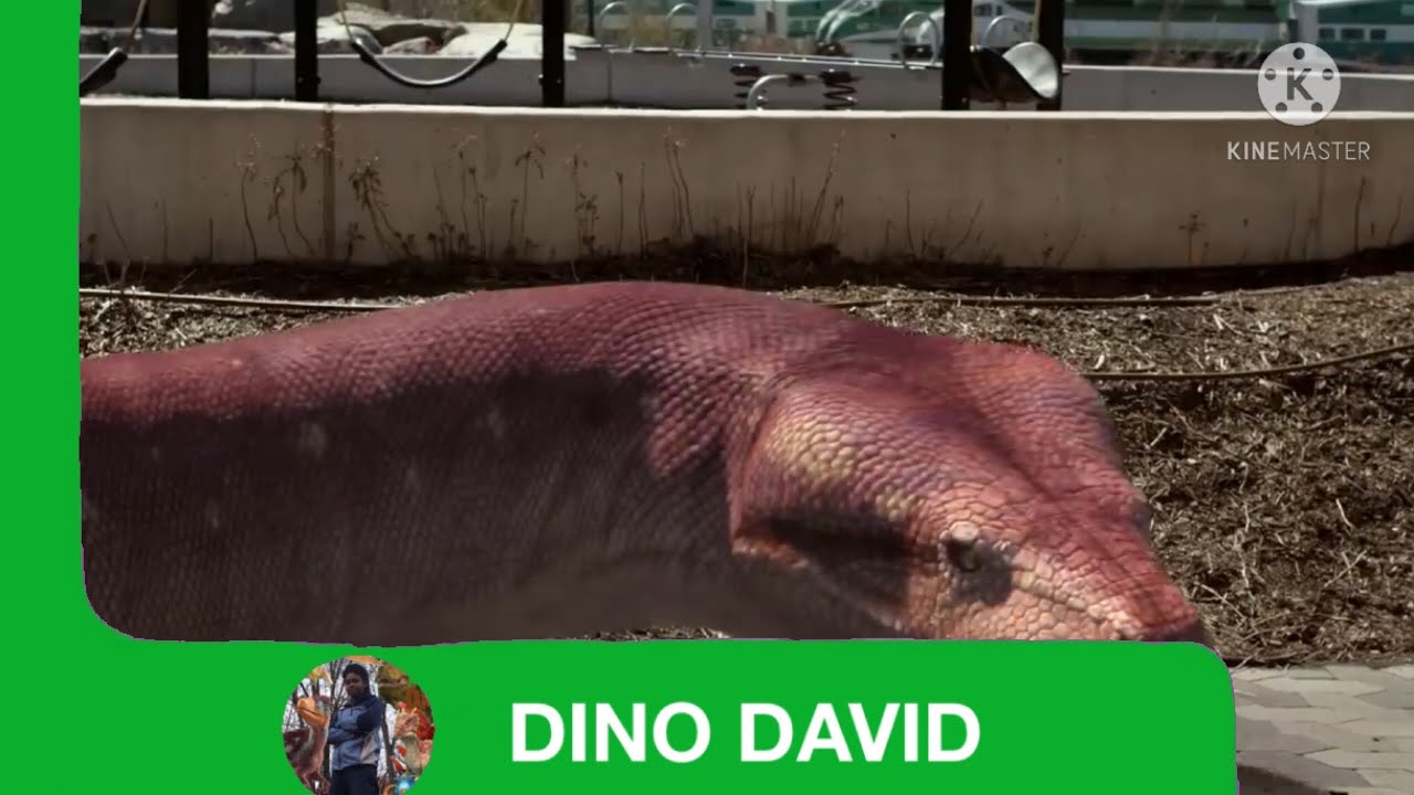 Dino David’s Field Guide: The Titanoboa - YouTube