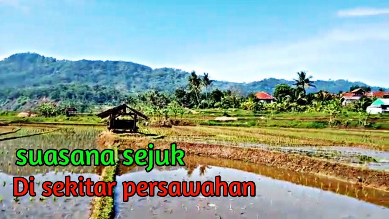 Sejuknya suasana di sekitar pesawahan || Nuansa alam yg begitu nyaman ...
