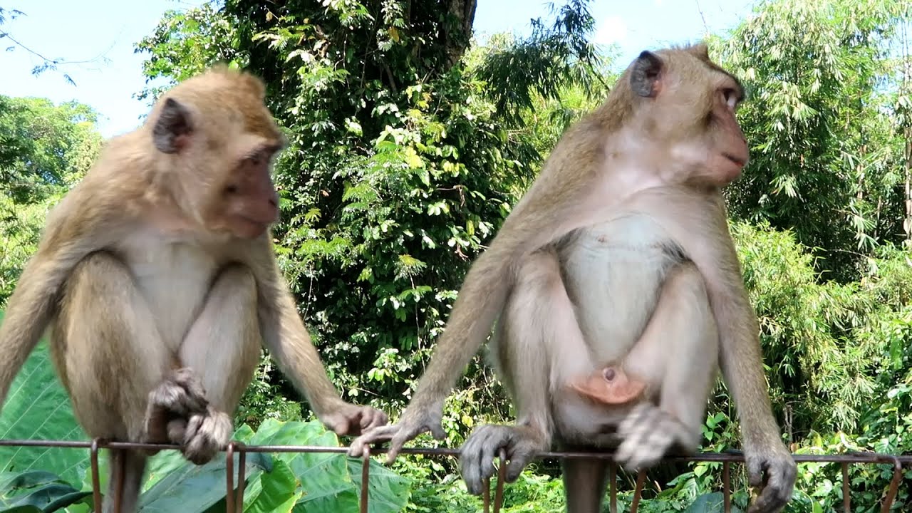 Kelakuan Monyet Lucu Banget Monyet Betina Ngajak Kawin Monyet Jantan