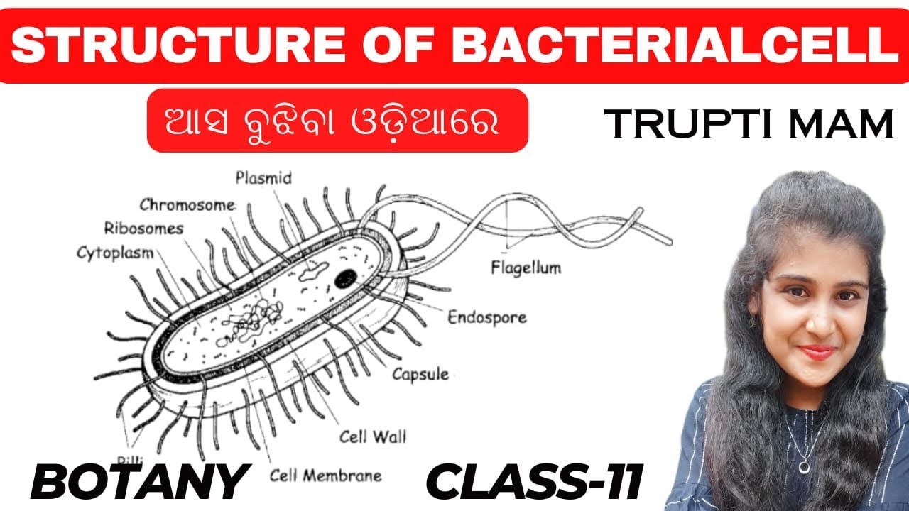 structure of bacterial cell |Botany | +2 first year |In odia | trupti ...