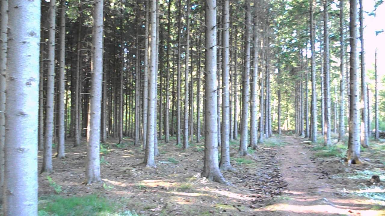 The sights and sounds of the woods of Skrylle - YouTube