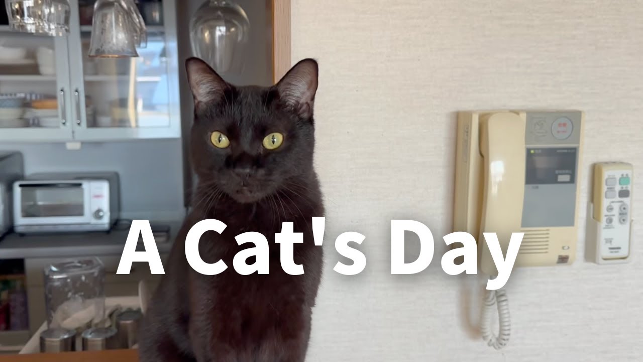 Daily Life in Japan🇯🇵The Cat's Cozy Day - YouTube