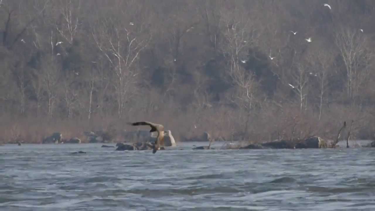 The Eagles Of Conowingo - YouTube