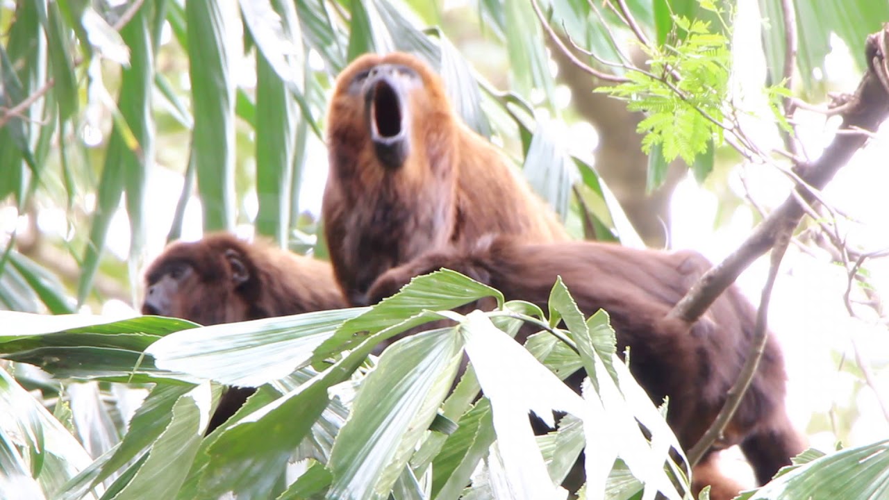 Macaco Bugio - Alouatta - parte 2 - YouTube