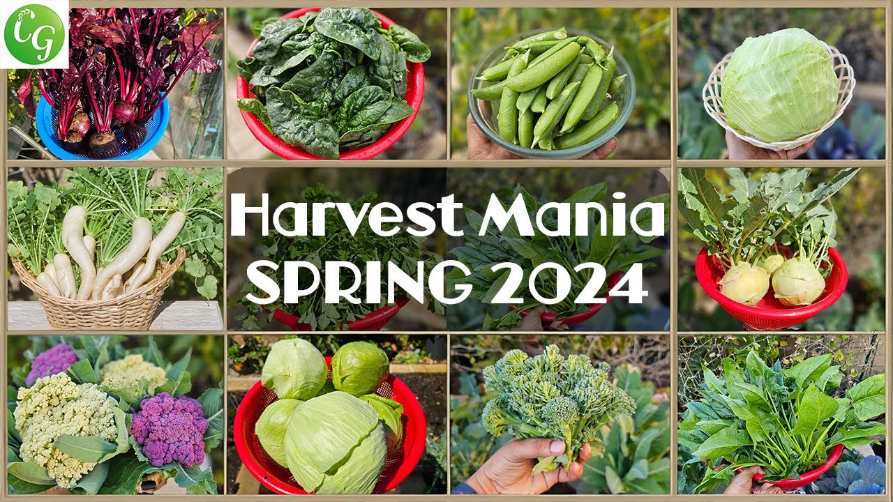 Spring Harvest Mania 2024: Bountiful Garden Bonanza! - YouTube