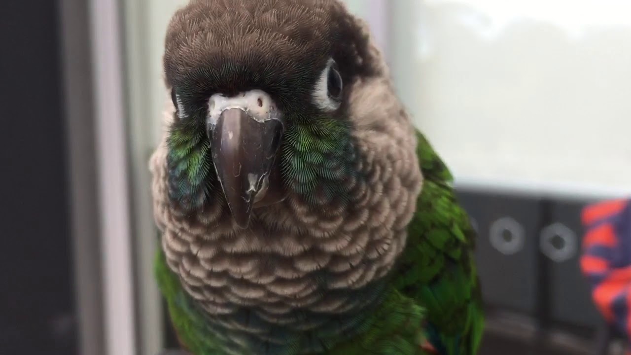 Parrot is so happy to be outside - YouTube