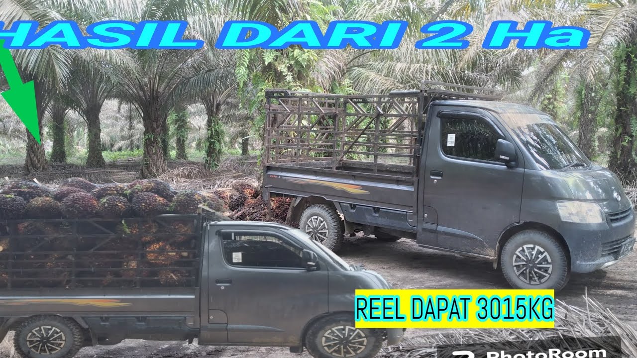 2 pupuk ini sudah saya buktikan - YouTube