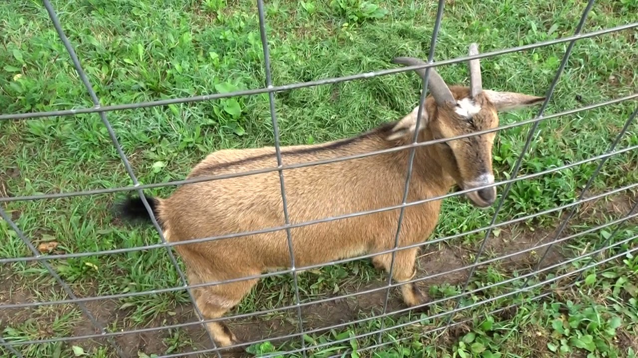 🐐🍎🍏Goats in A Petting Zoo at James Fleming Jr Orchard - YouTube