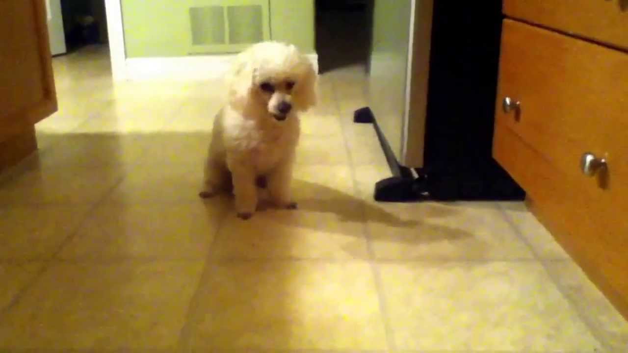 Poodle growling - YouTube