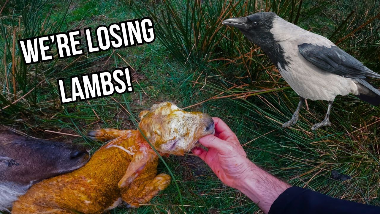 GREY CROWS ARE ATTACKING OUR LAMBS - Video 1 Lambing 24 - YouTube