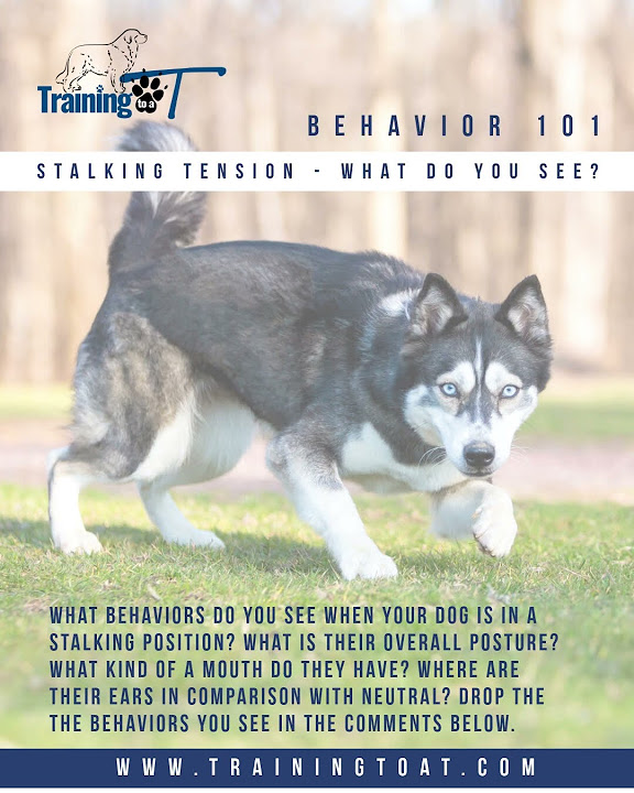 Behavior 101 - Stalking Tension - YouTube