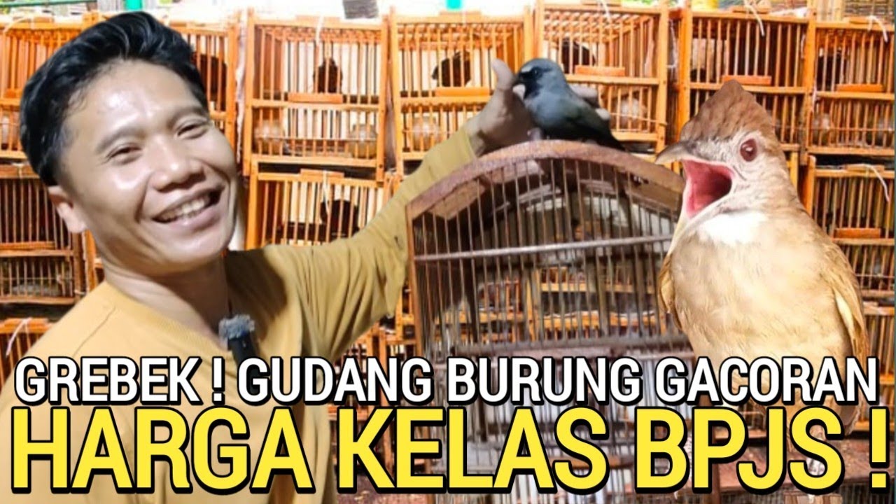 YANG INI BEDA ! MURAI BATU KAPAS TEMBAK BURUNG GACOR HARGA KELAS BPJS ...