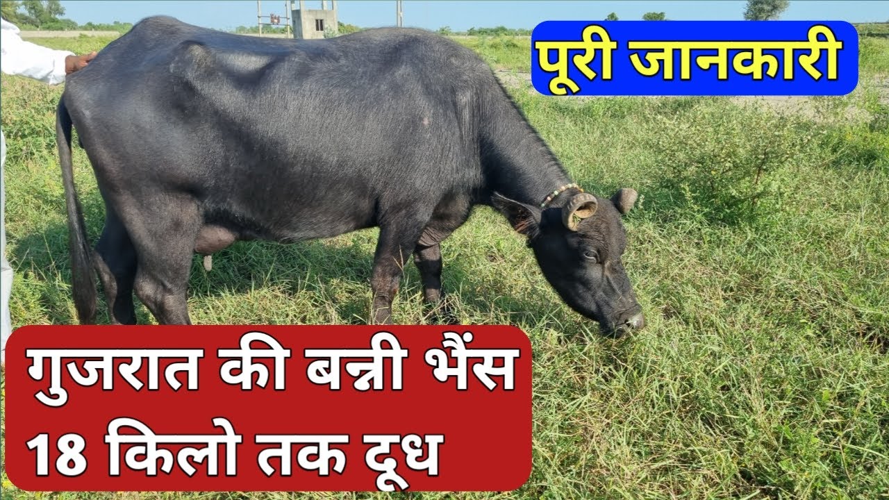 👍 बन्नी भैंस।Highest Milking Sindhi Kundhi Buffalo||Banny Buffalo ...