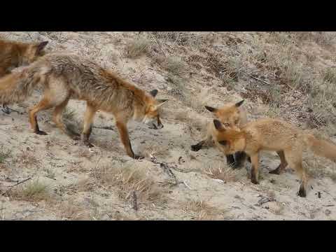 Cute young foxes teasing and playing with eachother....A Disney moment to remember....Must see!!!!