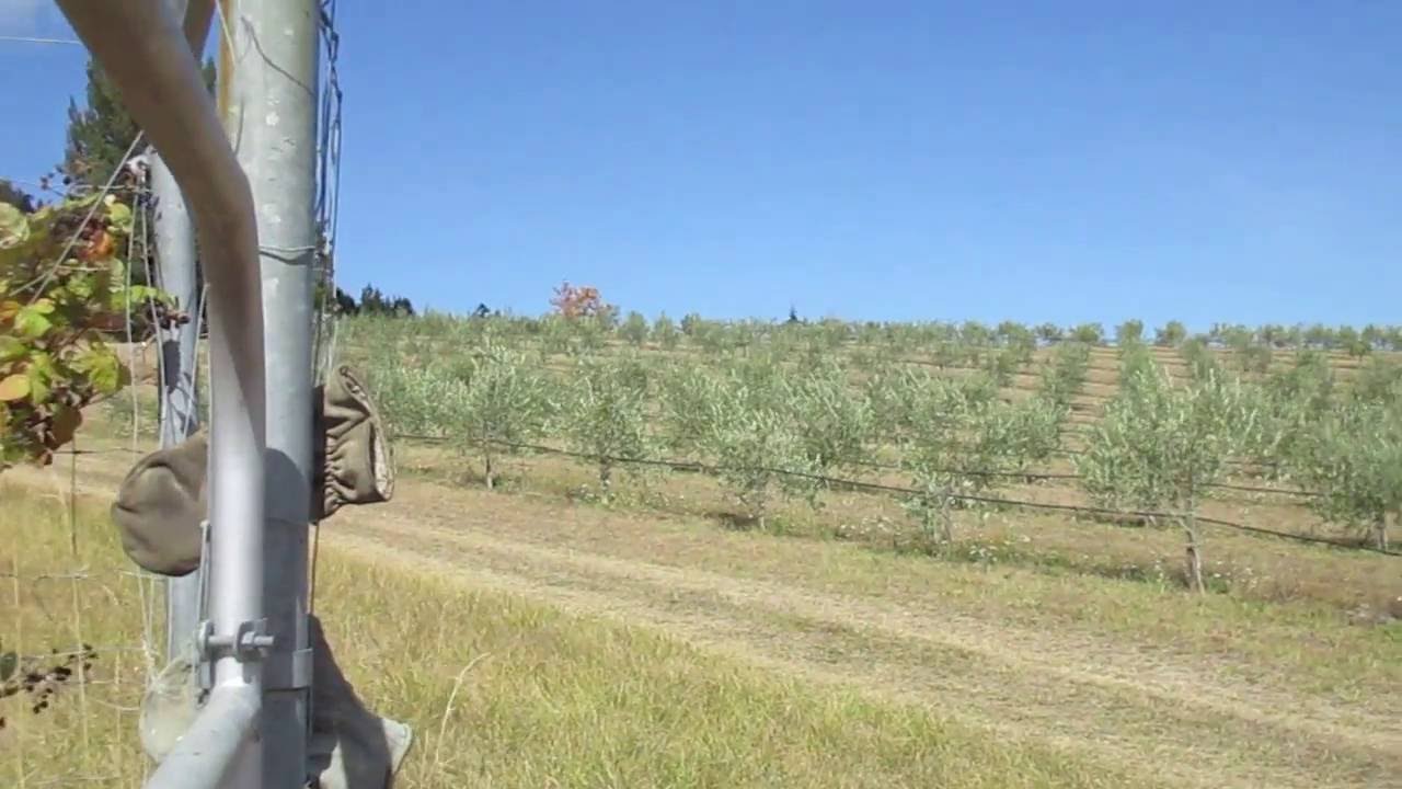 Commercial Olive Plantation on Salt Spring Island - YouTube