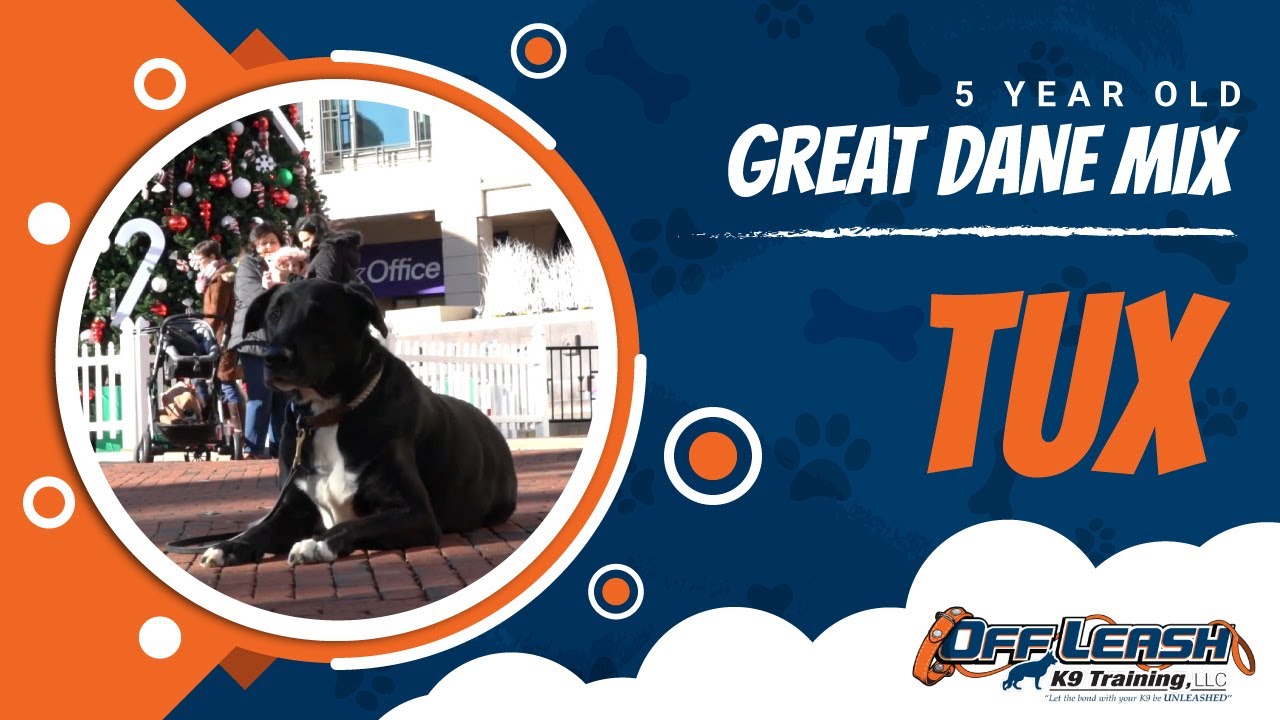 Great Dane Mixes 5 Year Old Tux | Great Dane Mixes Training | Off Leash ...