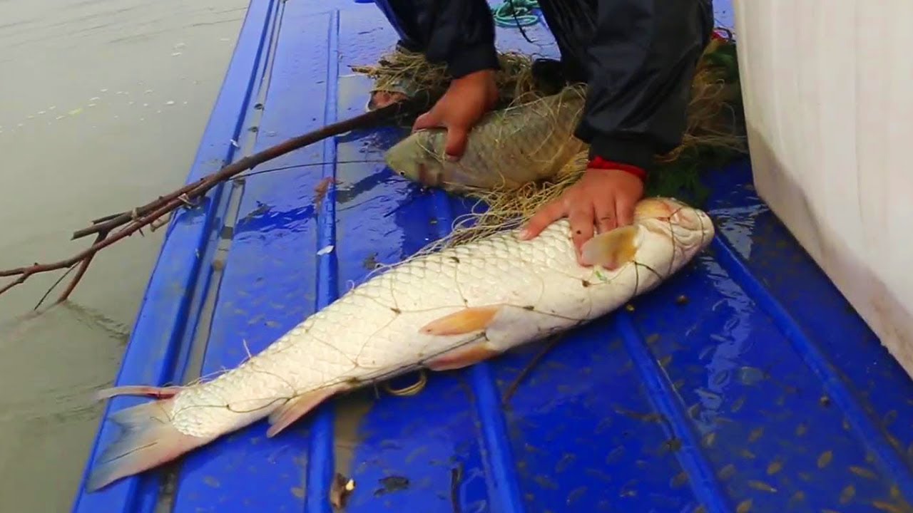 The wild river casts a net to meet the super large grass carp - YouTube