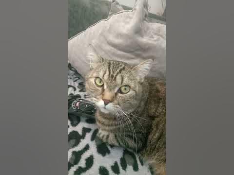 Кот с пультом. - YouTube