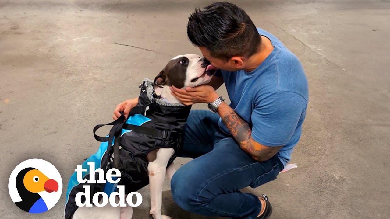 Guy Has 24 Hours To Save This Pittie's Life - The Dodo