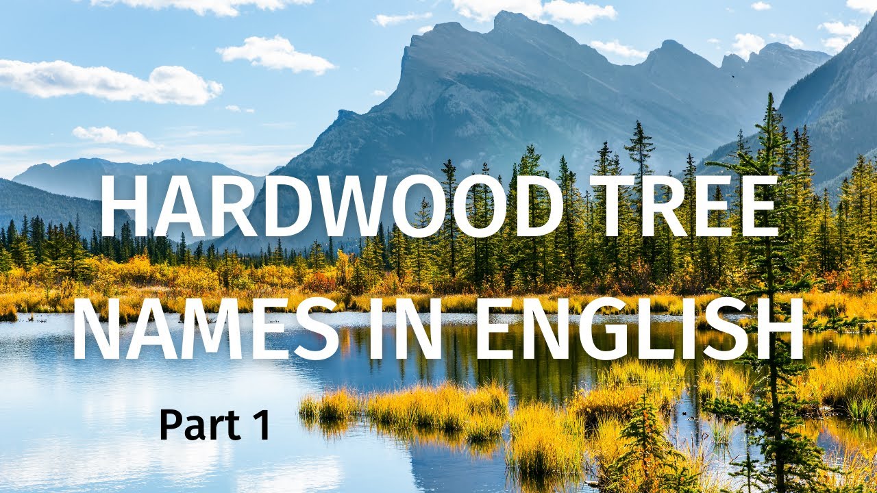 English Hardwood Tree Vocabulary, Part 1 - YouTube