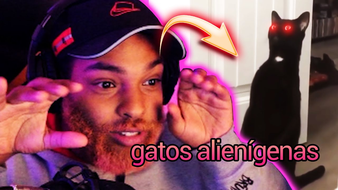OS GATOS SÃO ALIENÍGENAS - Lala du LoL - YouTube