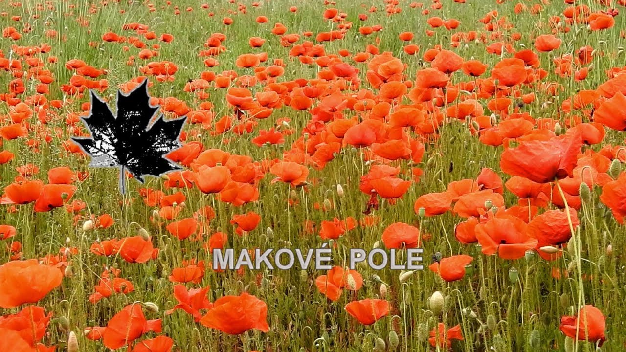 MAKOVÉ POLE - YouTube