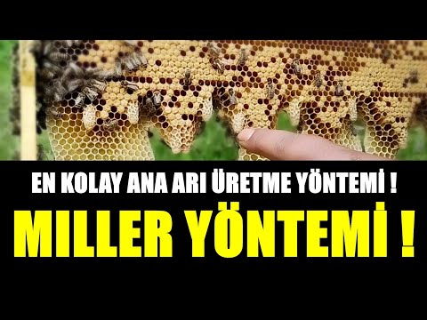 ANA ARI ÜRETİMİ/ EN KOLAY ANA ARI ÜRETME YÖNTEMİ! MİLLER YÖNTEMİ!/Raising Queen Bees